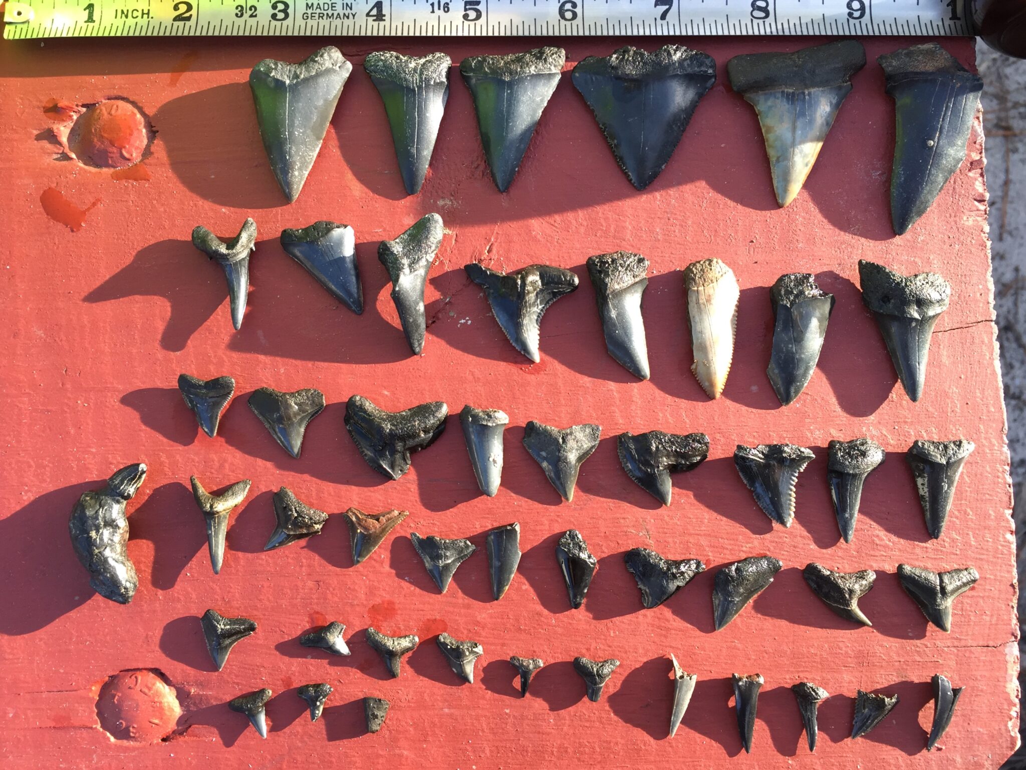 Shark Tooth Hunting - Family Trail Blazers